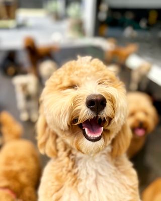 WEST LA DOGS- SMALL DOG BUILDING - Updated October 2025 - 77 Photos ...