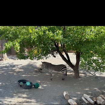 ABQ BIOPARK ZOO - Updated May 2024 - 826 Photos & 250 Reviews - 903 ...