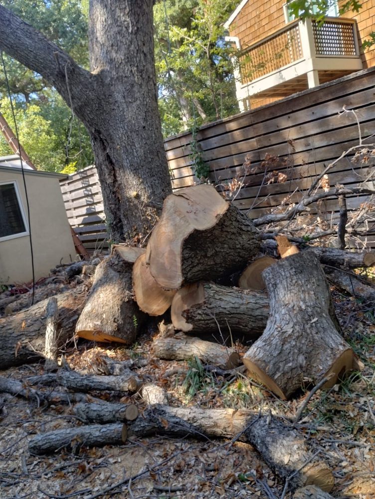 SPECIAL TREE SERVICE - 34 Photos - Dallas, Texas - Yelp - Lawn Services ...