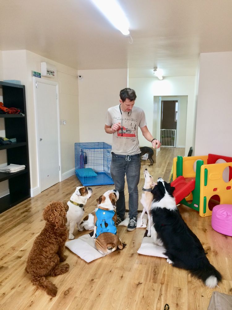 GREAT AND SMALL DOG CARE - Request a Quote - 224 Hornsey Road, London ...