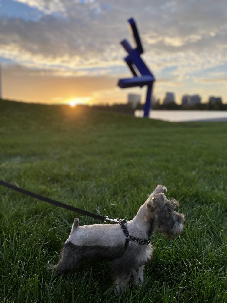 Reviews of CITY DOGS - Updated September 2024 - 72 Photos & 120 Reviews ...