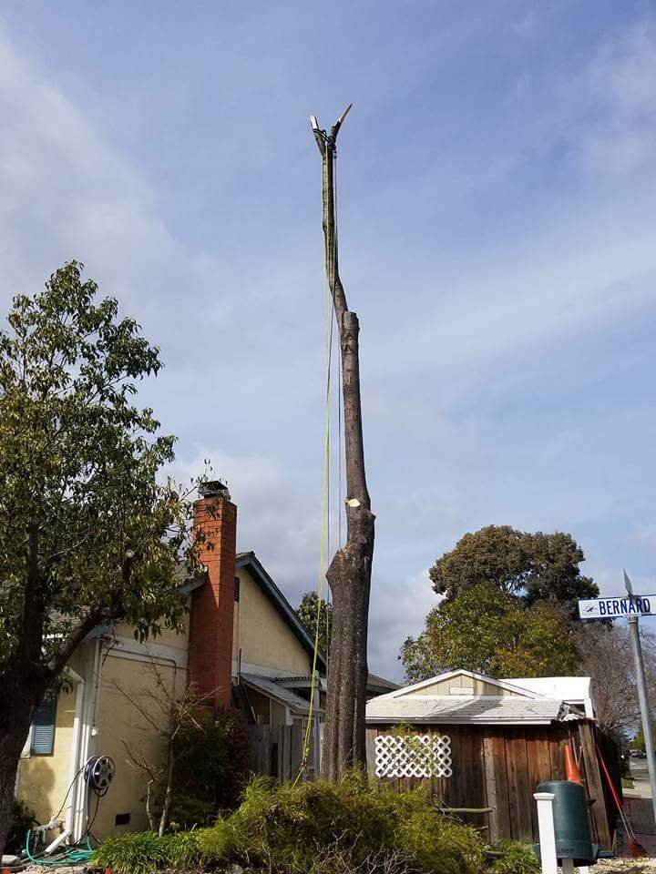 JEFF’S TREE SERVICE - Updated September 2025 - 13 Photos & 23 Reviews ...