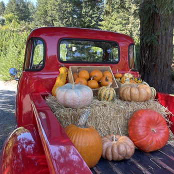 PATCHEN PUMPKIN PATCH - Updated September 2024 - 82 Photos & 19 Reviews ...
