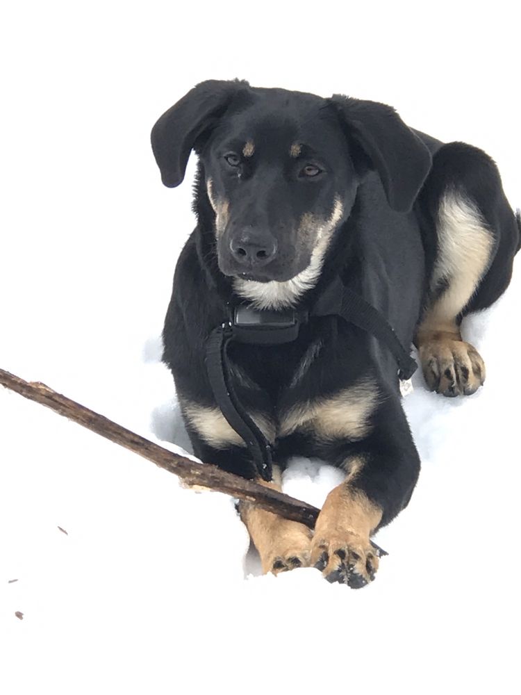 WASATCH ANIMAL CLINIC - Updated August 2025 - 33 Reviews - 895 W 100th ...