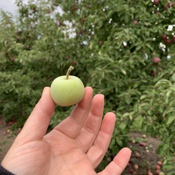 WINDY HILL ORCHARD - Updated October 2025 - 53 Photos & 14 Reviews ...