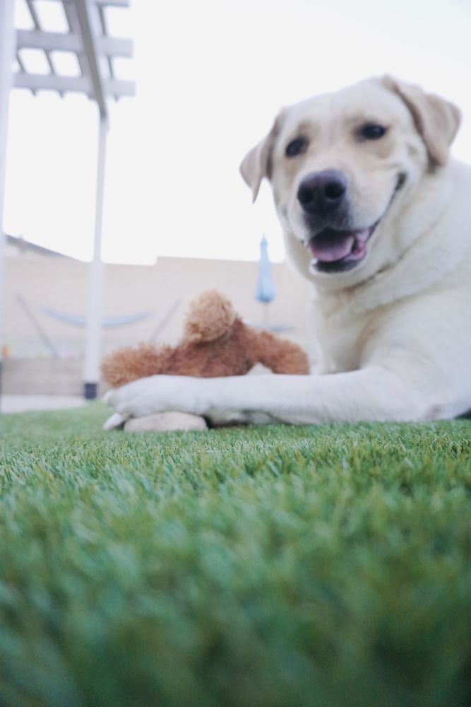 INFINITY SYNTHETIC TURF & CONSTRUCTION - Updated May 2025 - 105 Photos ...