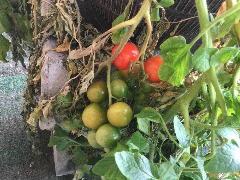 THE PLANT PLACE - Updated January 2026 - 346 Laurier Avenue, Port ...