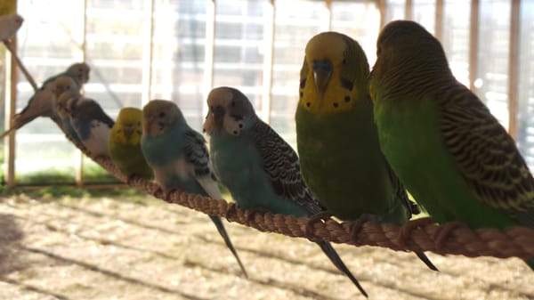 SEVER’S CORN MAZE & FALL FESTIVAL - Updated October 2024 - 57 Photos ...