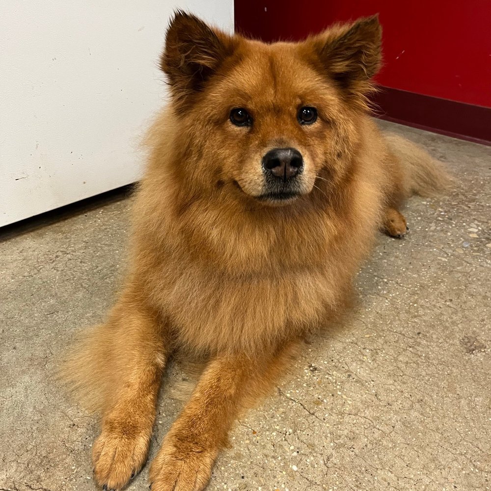 Finnish Spitz Chow Mix