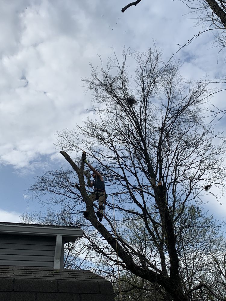 TATER’S TREE SERVICE - 16 Photos - 136 Janesa Dr, Martinsburg, West ...