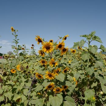 VERTUCCIO FARMS - Updated February 2025 - 286 Photos & 156 Reviews ...