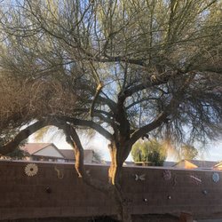 TREE MONKEY TREE TRIMMING - 36 Photos & 44 Reviews - Tucson, Arizona ...