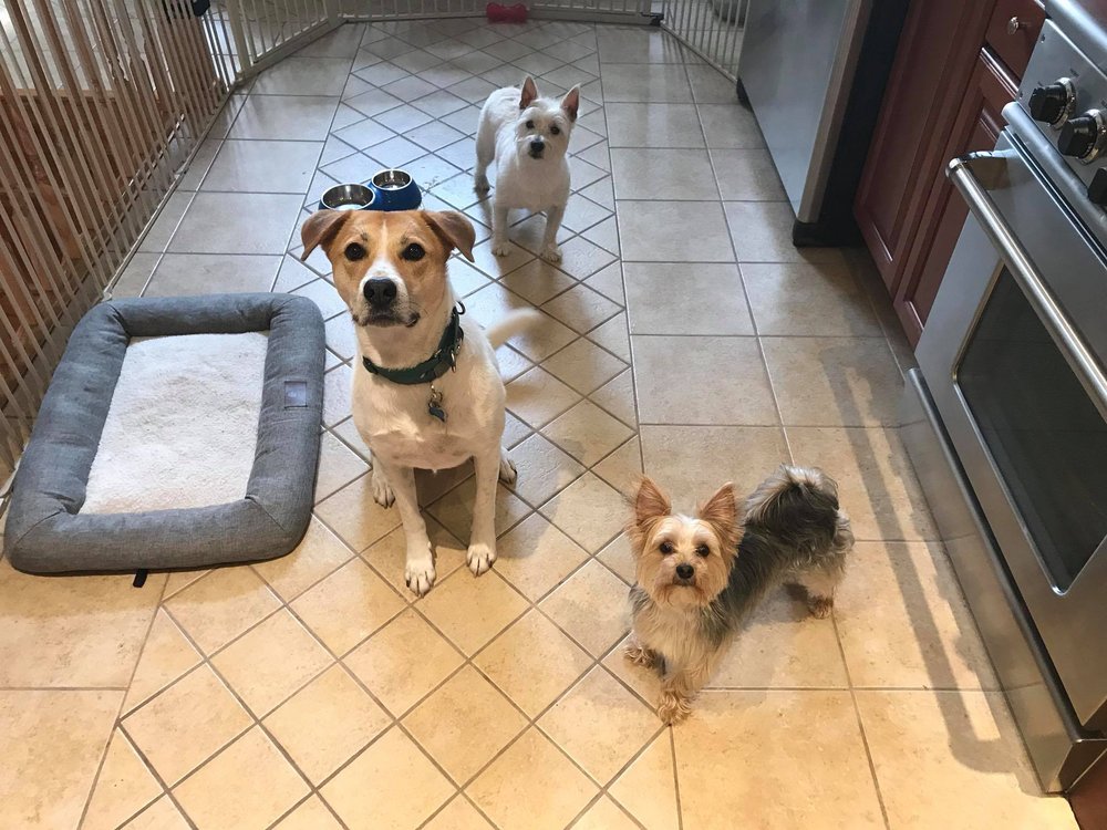 CAMP RUFF RUFF - 42 Photos - 174 Sand Ln, Staten Island, NY - Yelp