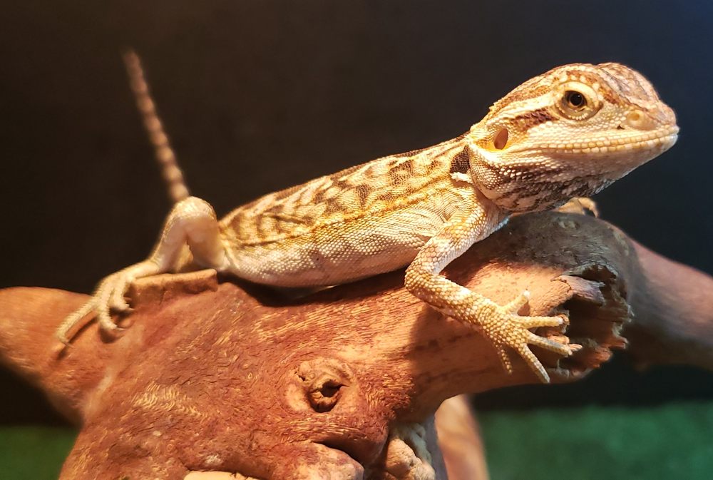 ECLIPSE PETS - Updated August 2025 - 17 Photos - 1402A South Church St ...