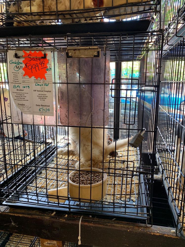 WHITEWAY PET SHOP - 37 Photos & 12 Reviews - Pet Stores - 950 Elizabeth ...