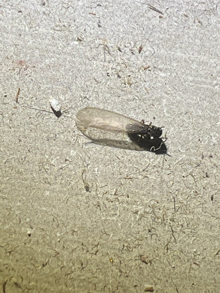 DEANZA TERMITE & PEST CONTROL - Updated January 2026 - 32 Photos & 113 ...