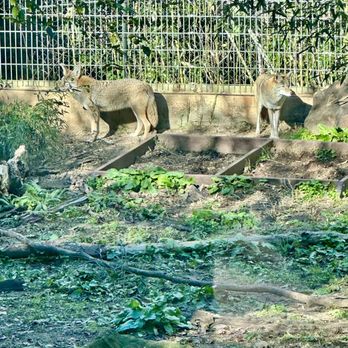 BIRMINGHAM ZOO - 552 Photos & 136 Reviews - 2630 Cahaba Rd, Birmingham ...