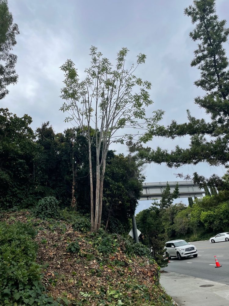 GUS’S TREE CARE - Request a Quote - 12 Photos - Huntington Park ...
