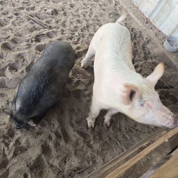 GOOD MOOD RANCH - Updated December 2025 - 148 Photos & 18 Reviews - 306 ...