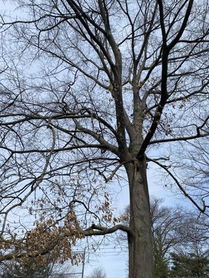 VITAL TREE CARE - Updated October 2025 - 45 Photos - North Lakeport ...