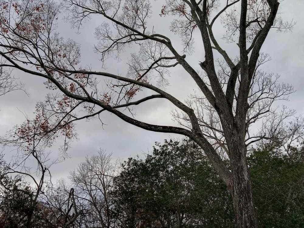 ARBOR TECH TREE SERVICE - Updated October 2025 - 28 Photos - 3769 ...