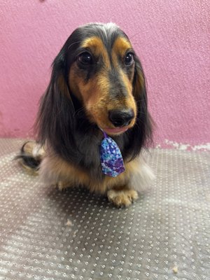 FAITH MOBILE GROOMING - Updated June 2026 - 131 Photos & 58 Reviews ...