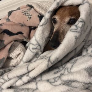 BIG RUN WOLF RANCH - 17 Photos & 30 Reviews - 14857 Farrell Rd ...