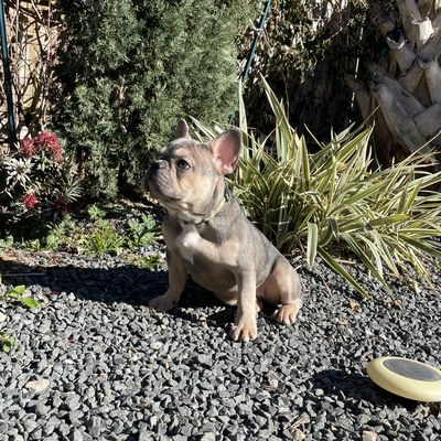 TEXAS FRENCHIE CONNECTION - Request Information - 108 Photos - Houston ...