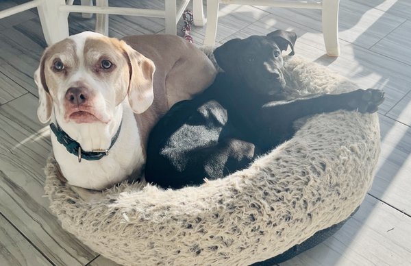 MERIDEN HUMANE SOCIETY - Updated December 2025 - 11 Photos & 24 Reviews ...