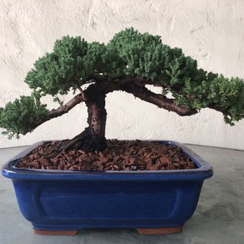 EDEN BONSAI - Updated July 2024 - 44 Photos & 28 Reviews - 3140 ...
