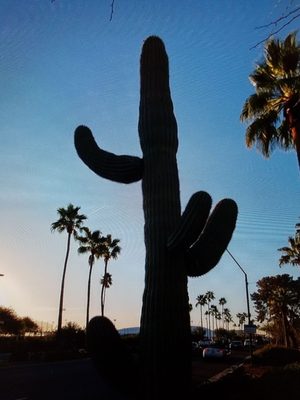 ARIZONA STATE UNIVERSITY TEMPE CAMPUS - 259 Photos & 134 Reviews - 1151 ...