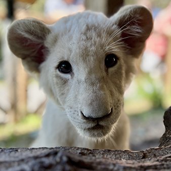 TIGER WORLD - 376 Photos & 101 Reviews - 4400 Cook Rd, Rockwell, North ...