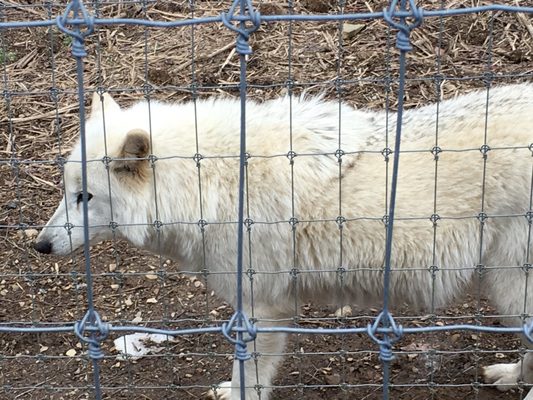 THE WOLF SANCTUARY OF PA - 249 Photos & 76 Reviews - 465 Speedwell ...