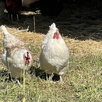 APRICOT LANE FARMS - Updated April 2025 - 114 Photos & 22 Reviews ...