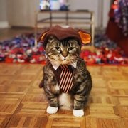 ANDERSON HUMANE - 42 Photos & 47 Reviews - Animal Shelters - 1000 S La ...