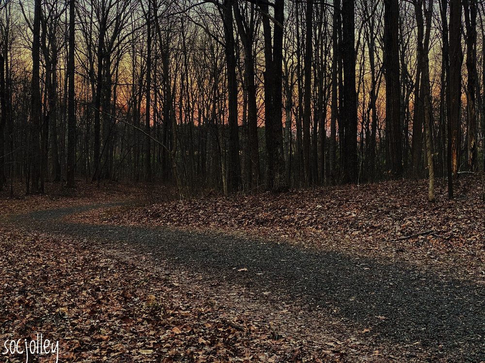 WHITNEY STATE FOREST - Updated December 2025 - 26 Photos - Lees Ridge ...