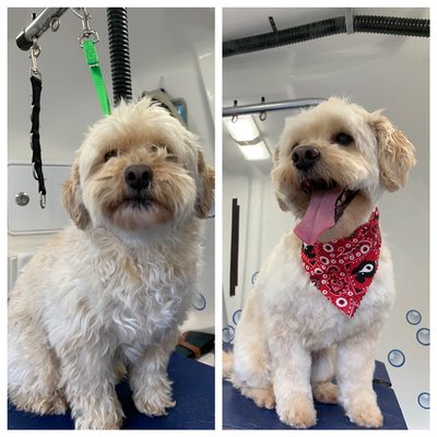 HYDRODOG BERT - Updated June 2025 - 34 Photos & 19 Reviews - Redmond ...