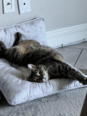 THE AMANDA FOUNDATION- DR. SHIPP’S ANIMAL HOSPITAL - Updated October ...