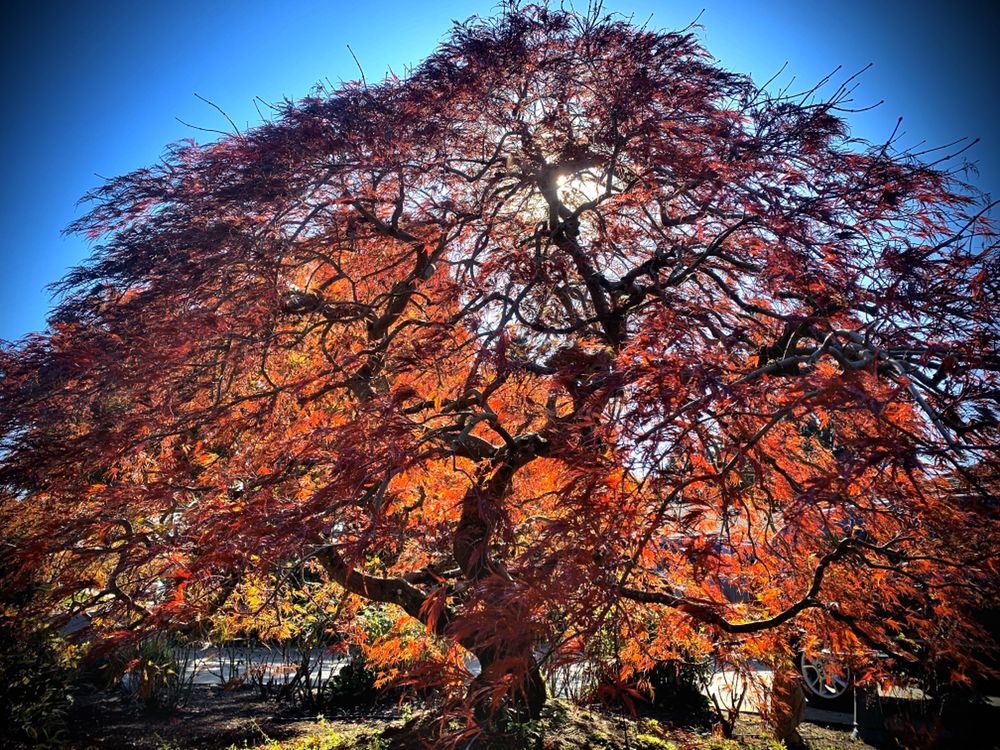 MAPLE MAN - JAPANESE MAPLE PRUNING - Updated April 2024 - 12 Photos ...