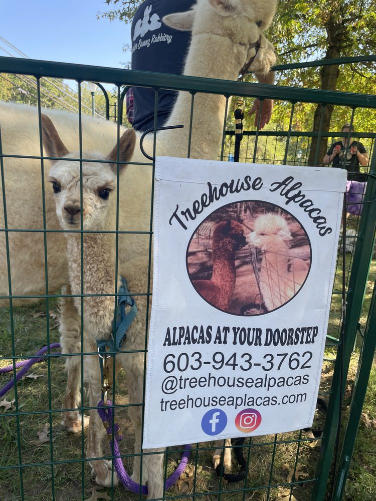TREEHOUSE ALPACA FARM - Updated December 2024 - 18 Photos - Stafford ...