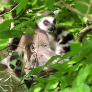 DUKE UNIVERSITY LEMUR CENTER - 169 Photos & 68 Reviews - Zoos - 3705 ...