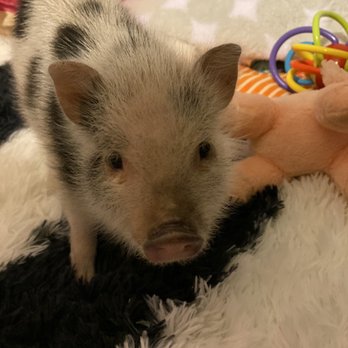AZ MICRO MINI PIGS - Updated May 2025 - 258 Photos & 14 Reviews - Queen ...