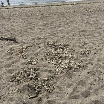 OAKLAND BEACH - Updated December 2025 - 140 Photos & 65 Reviews ...