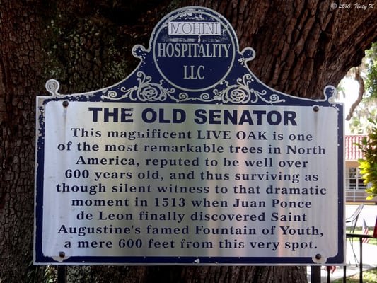 THE OLD SENATOR TREE - Updated October 2025 - 36 Photos & 12 Reviews ...
