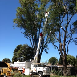 CAL TREE CARE - 58 Photos & 153 Reviews - Tree Services - Hayward, CA ...