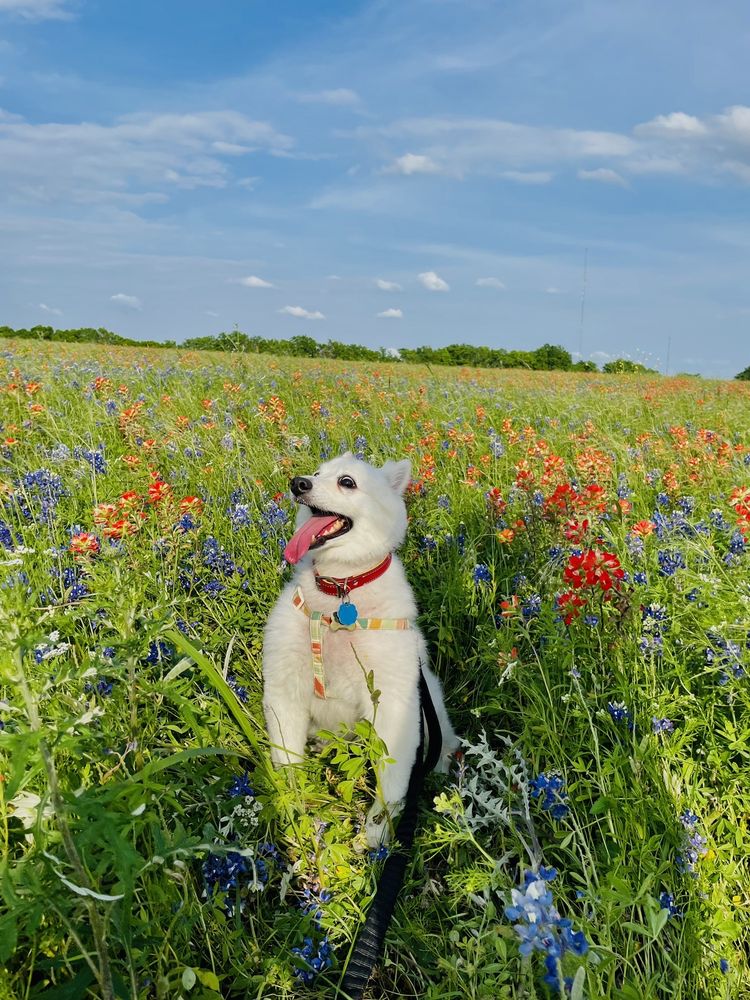 BARKING PET SPA - Updated November 2025 - 143 Photos & 11 Reviews ...