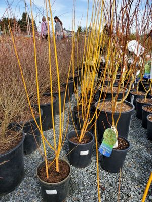 KENT EAST HILL NURSERY - Updated March 2025 - 191 Photos & 117 Reviews ...