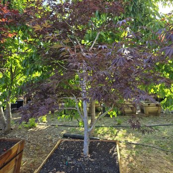 TREES OUTLET - Updated December 2025 - 63 Photos & 23 Reviews - 9149 ...