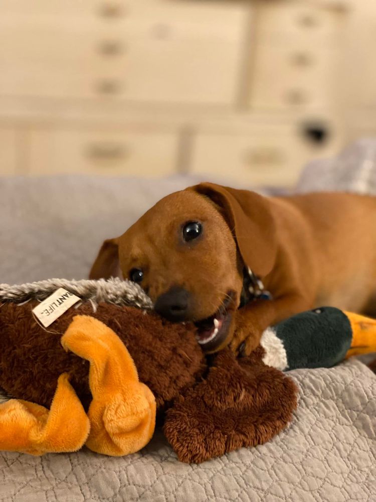 SEA PAWS VETERINARY SERVICES - Updated October 2025 - 925 Marina Bay Dr ...