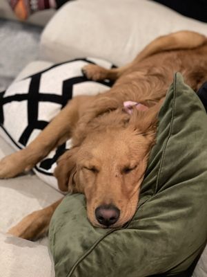 GILBERT DOGS 24/7 - Updated January 2025 - 105 Photos & 161 Reviews ...